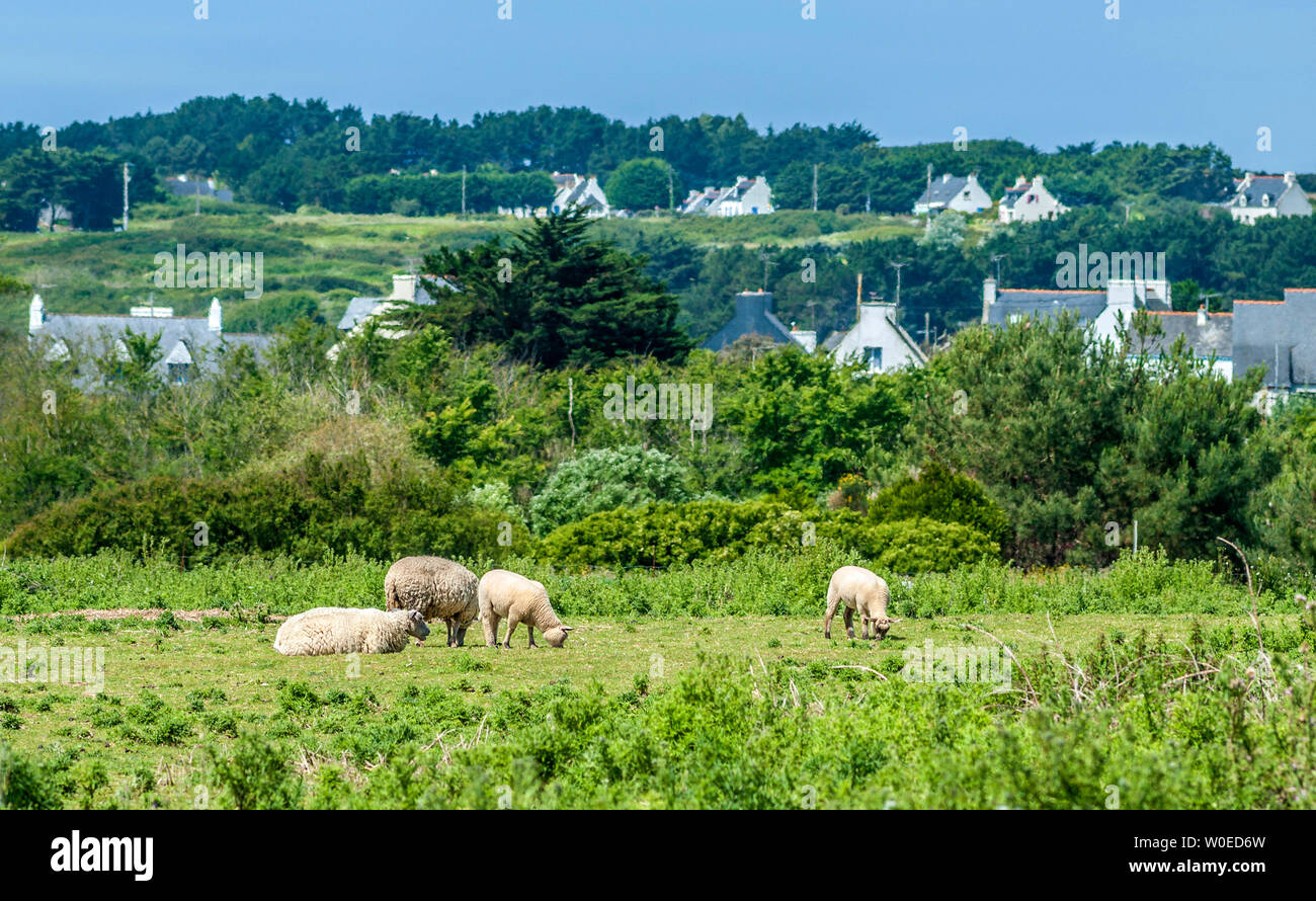 Ile de groix hi-res stock photography and images - Alamy