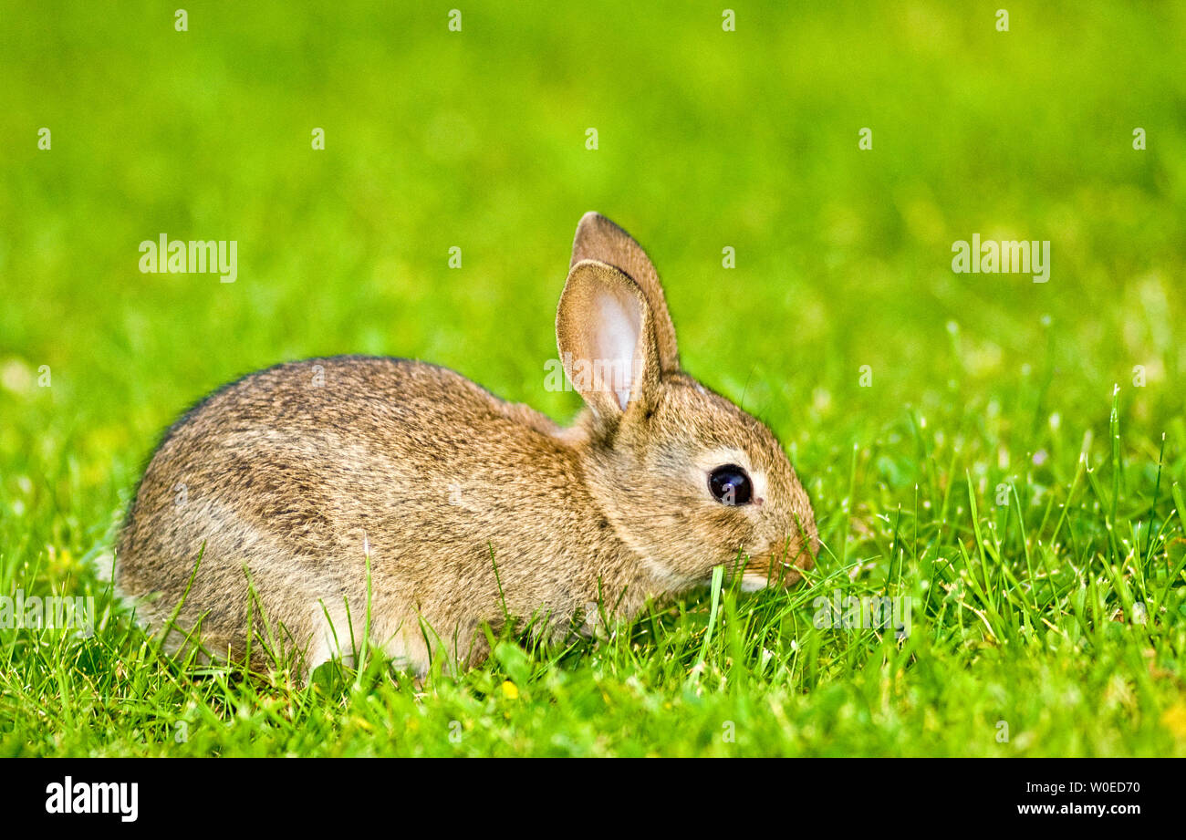 France, Brittany, Ile de Groix, rabbit in the dunes Stock Photo - Alamy