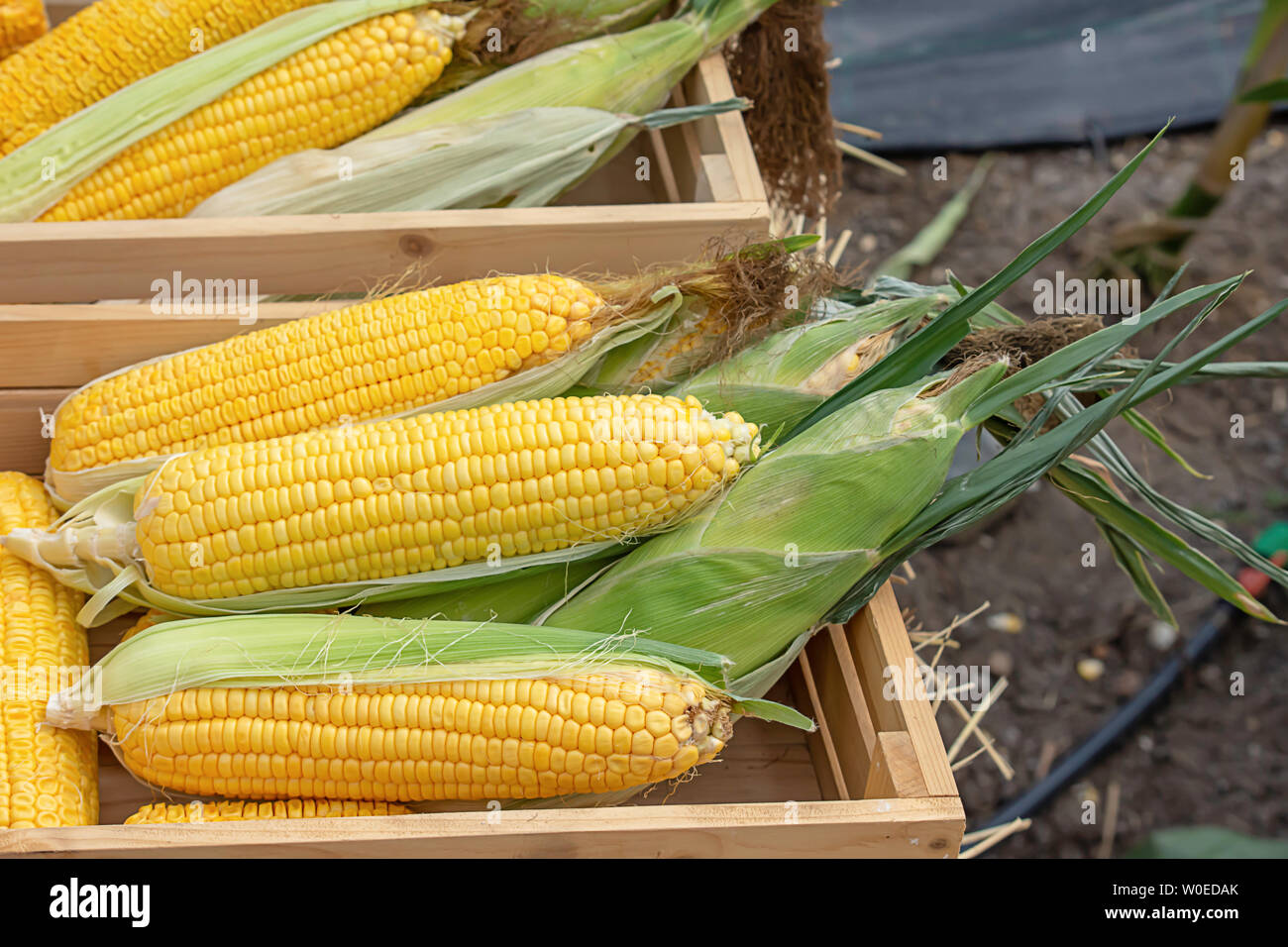 Corn with yellow pods In a wooden crate Stock Photo - Alamy
