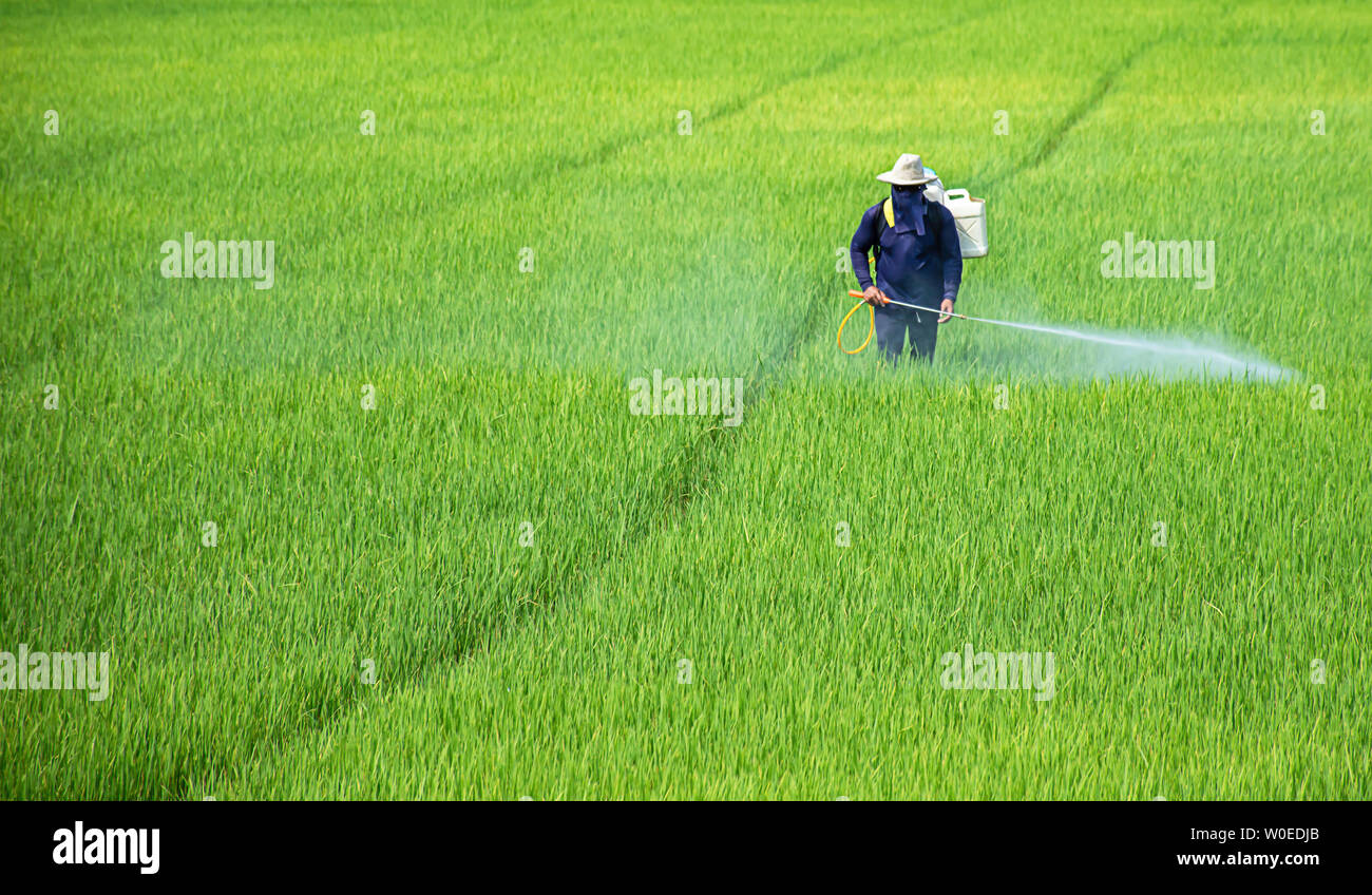 Farmers are spraying crops in a green field Stock Photo - Alamy