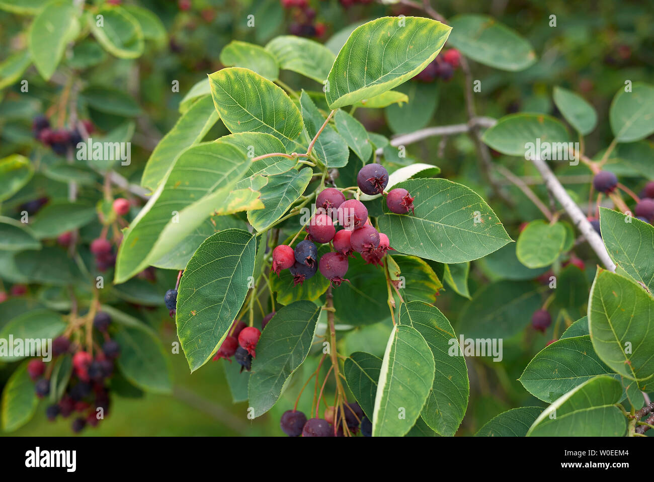 Amelanchier canadensis june berry tree hi-res stock photography and ...