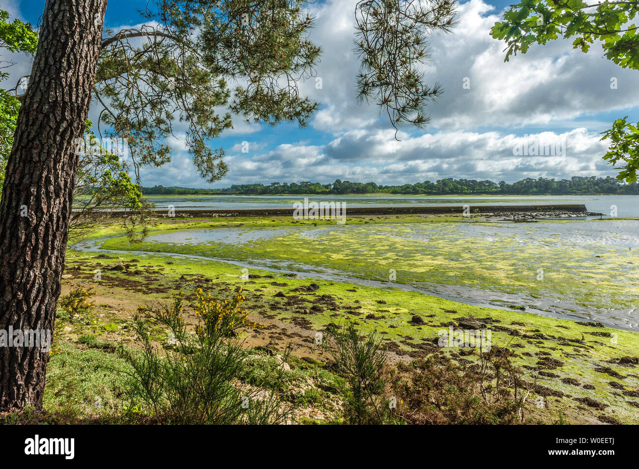 France, Brittany, Finistere, Pont-l'Abbé river Stock Photo - Alamy