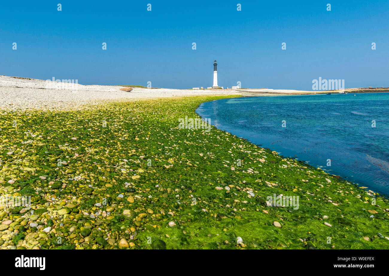 Light algae hi-res stock photography and images - Alamy