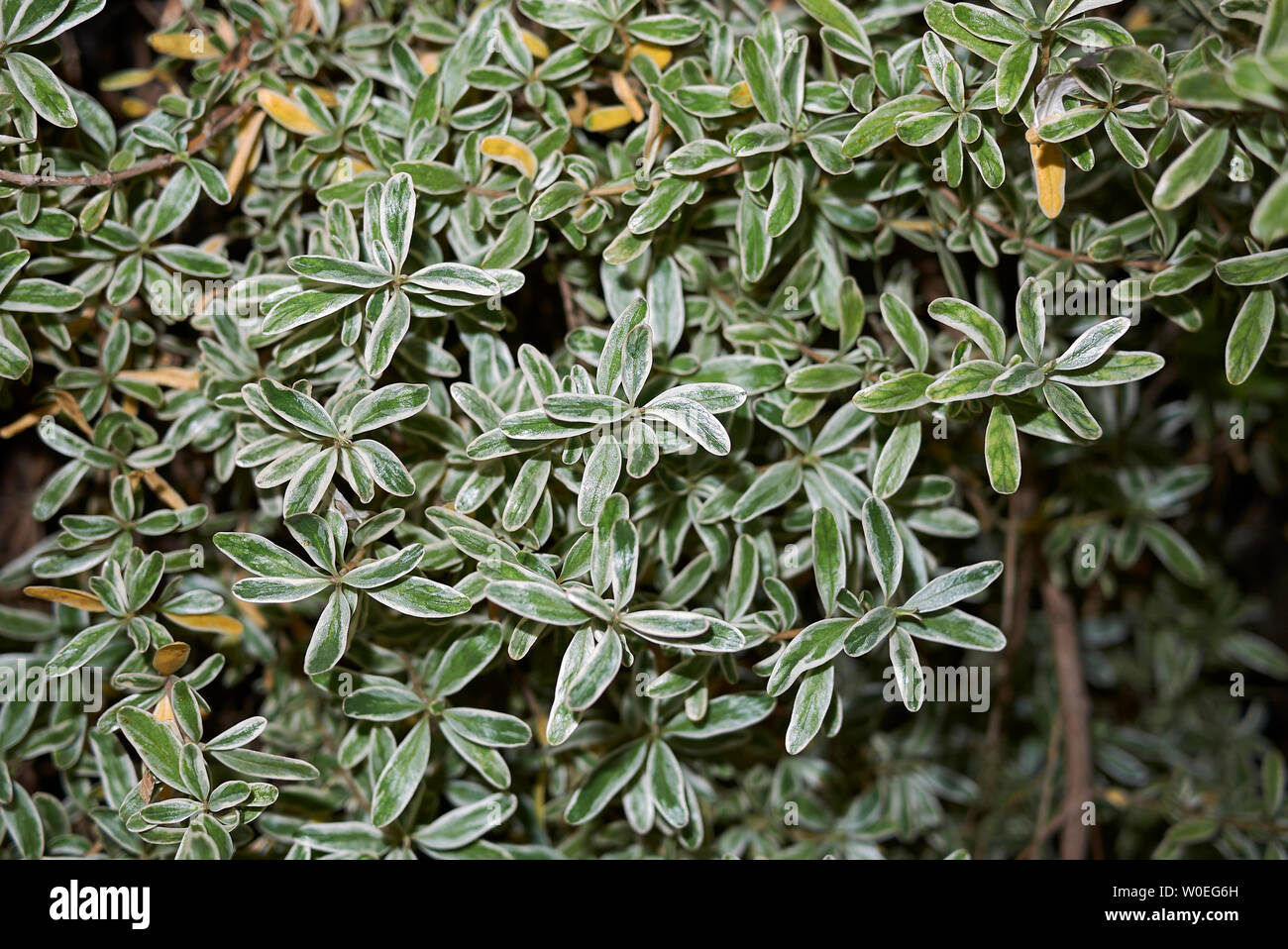 Coprosma kirkii variegata hi-res stock photography and images - Alamy