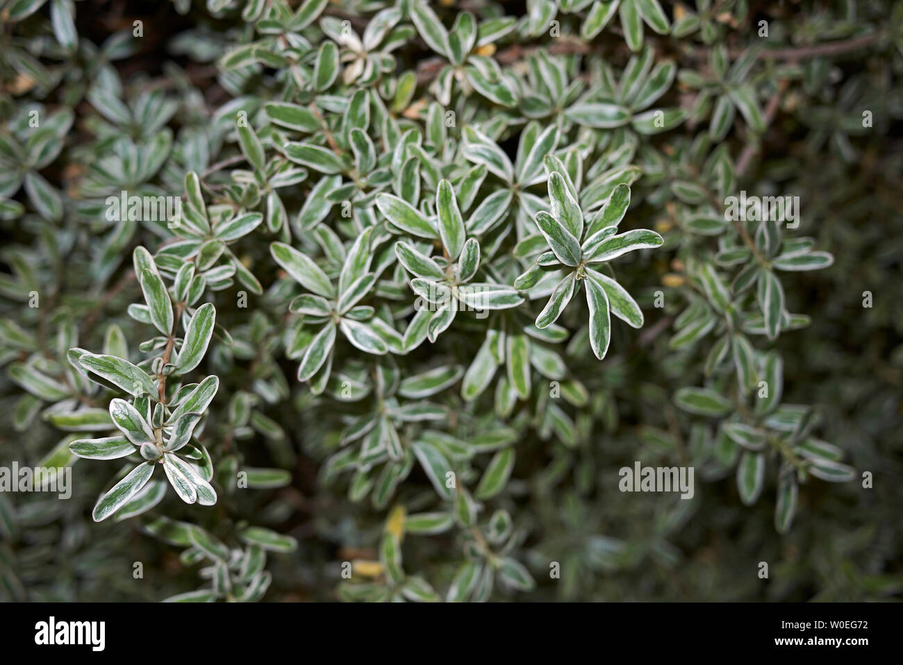 Coprosma kirkii variegata shrub close up Stock Photo - Alamy