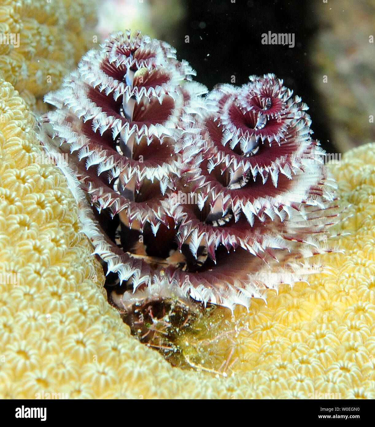 Coral reef damage caribbean hi-res stock photography and images - Alamy