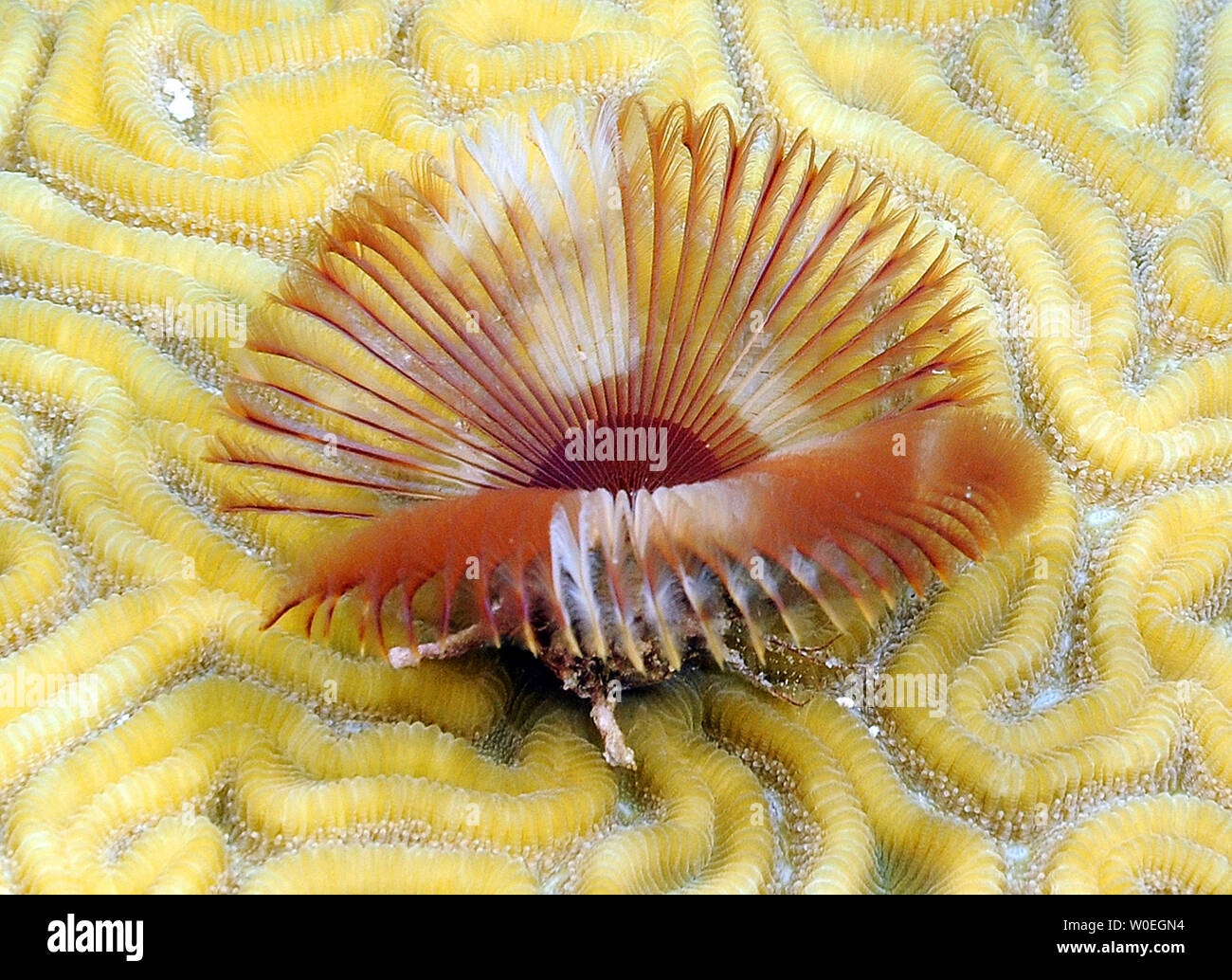 Coral reef damage caribbean hi-res stock photography and images - Alamy