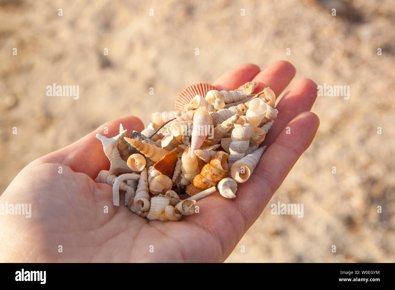 Hand holding seashells hi-res stock photography and images - Alamy