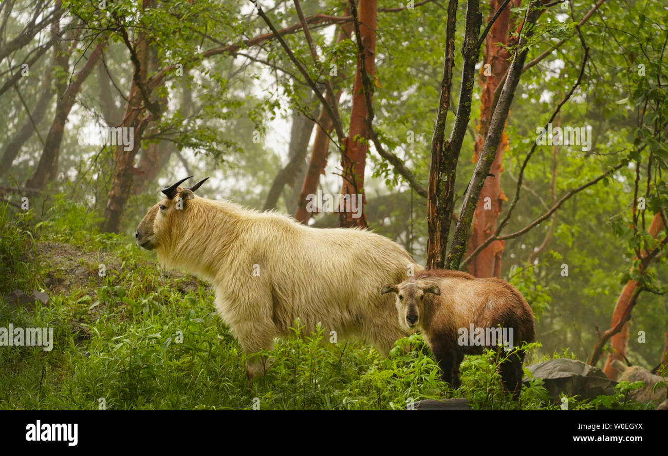 Xi'an, China's Shaanxi Province. 26th June, 2019. Takins are seen in ...