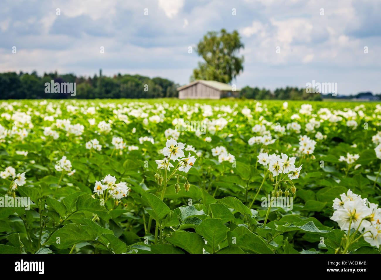 Vegetable field shed hi-res stock photography and images - Alamy