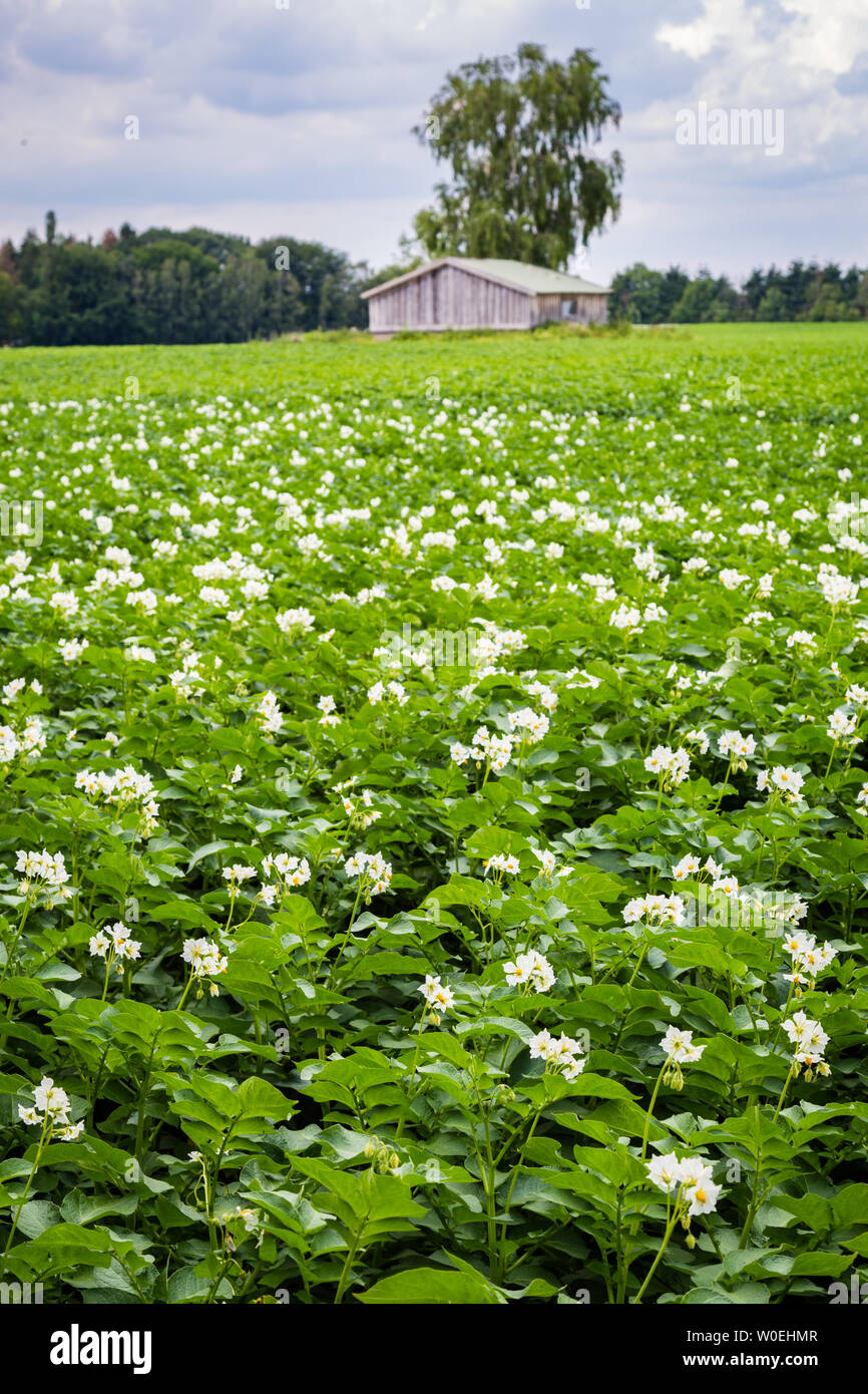 The potato shed hi-res stock photography and images - Alamy