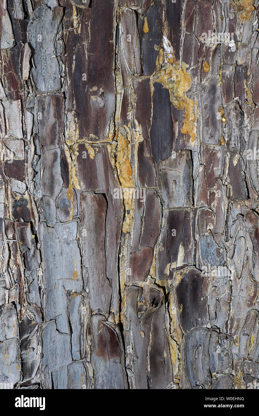 Cypress tree wood texture hi-res stock photography and images - Alamy