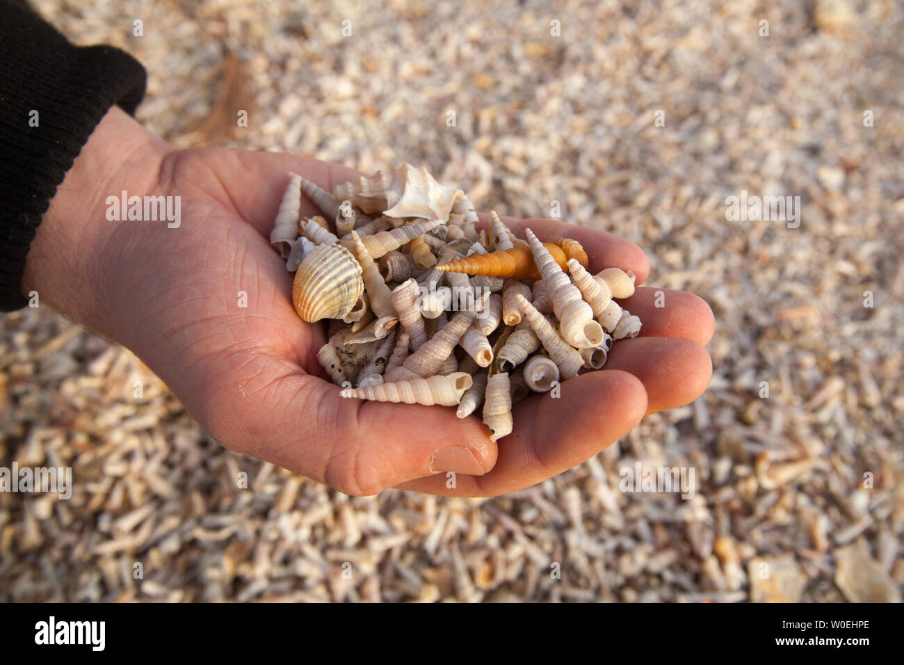 Hand holding seashells hi-res stock photography and images - Alamy
