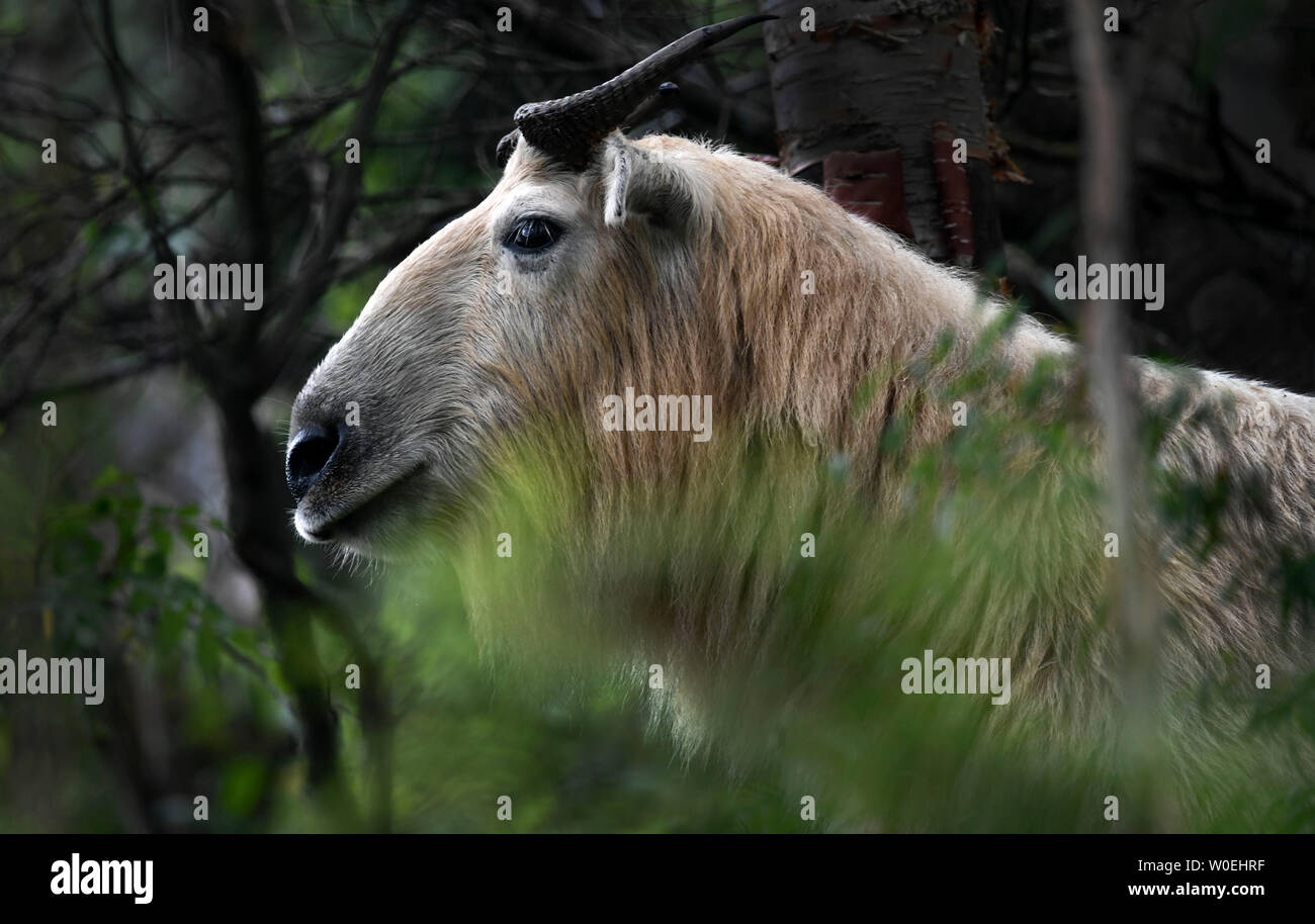 Xi'an, China's Shaanxi Province. 26th June, 2019. A takin is seen in ...