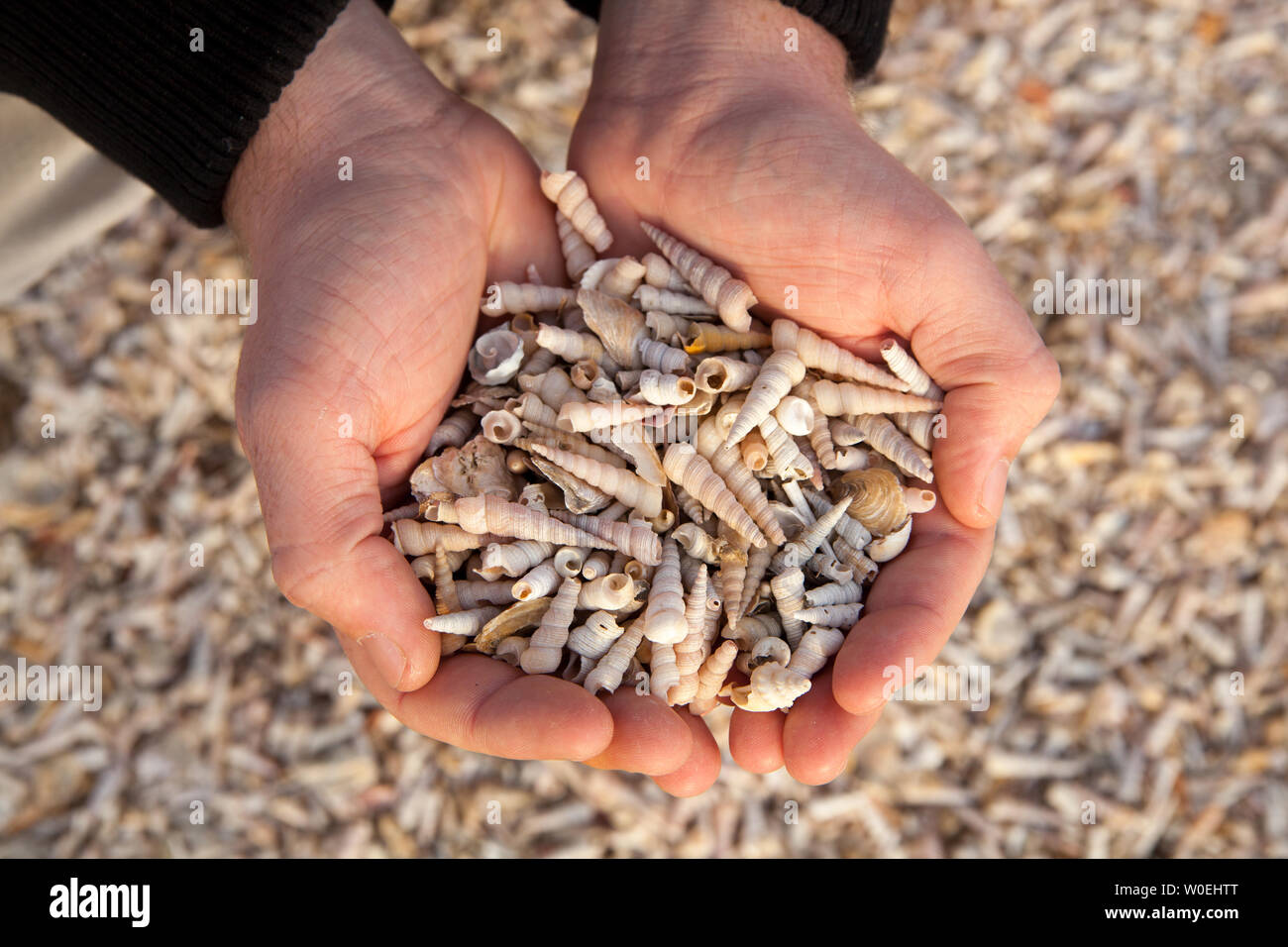 Close up of a man's hand full of different seashells Stock Photo - Alamy