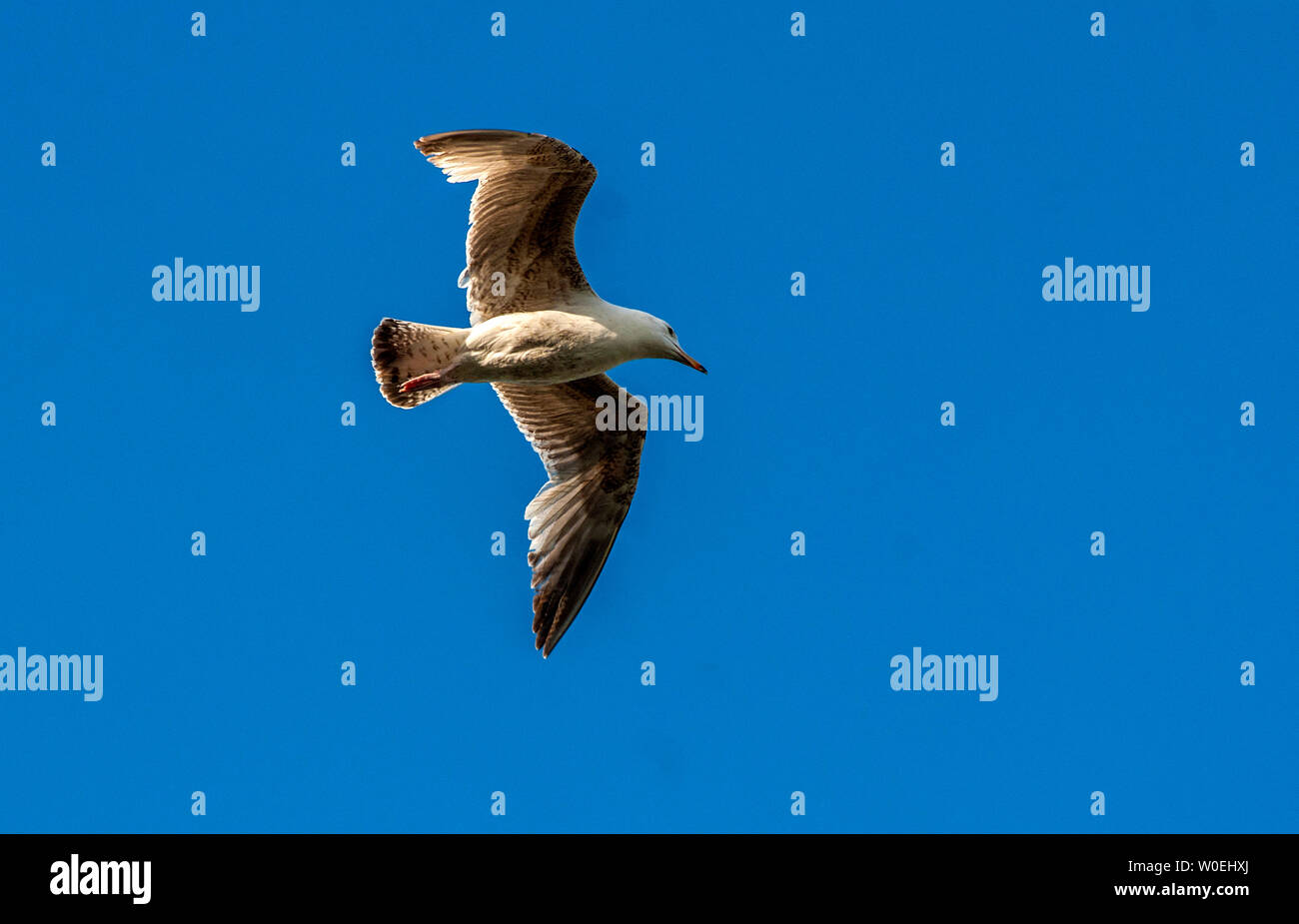 France, Brittany, Seagull Stock Photo - Alamy