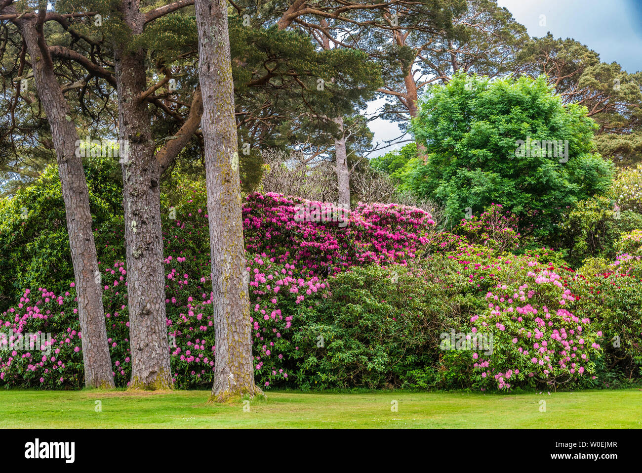 Republic of Ireland, County Kerry, Killarney National Park, Muckross ...