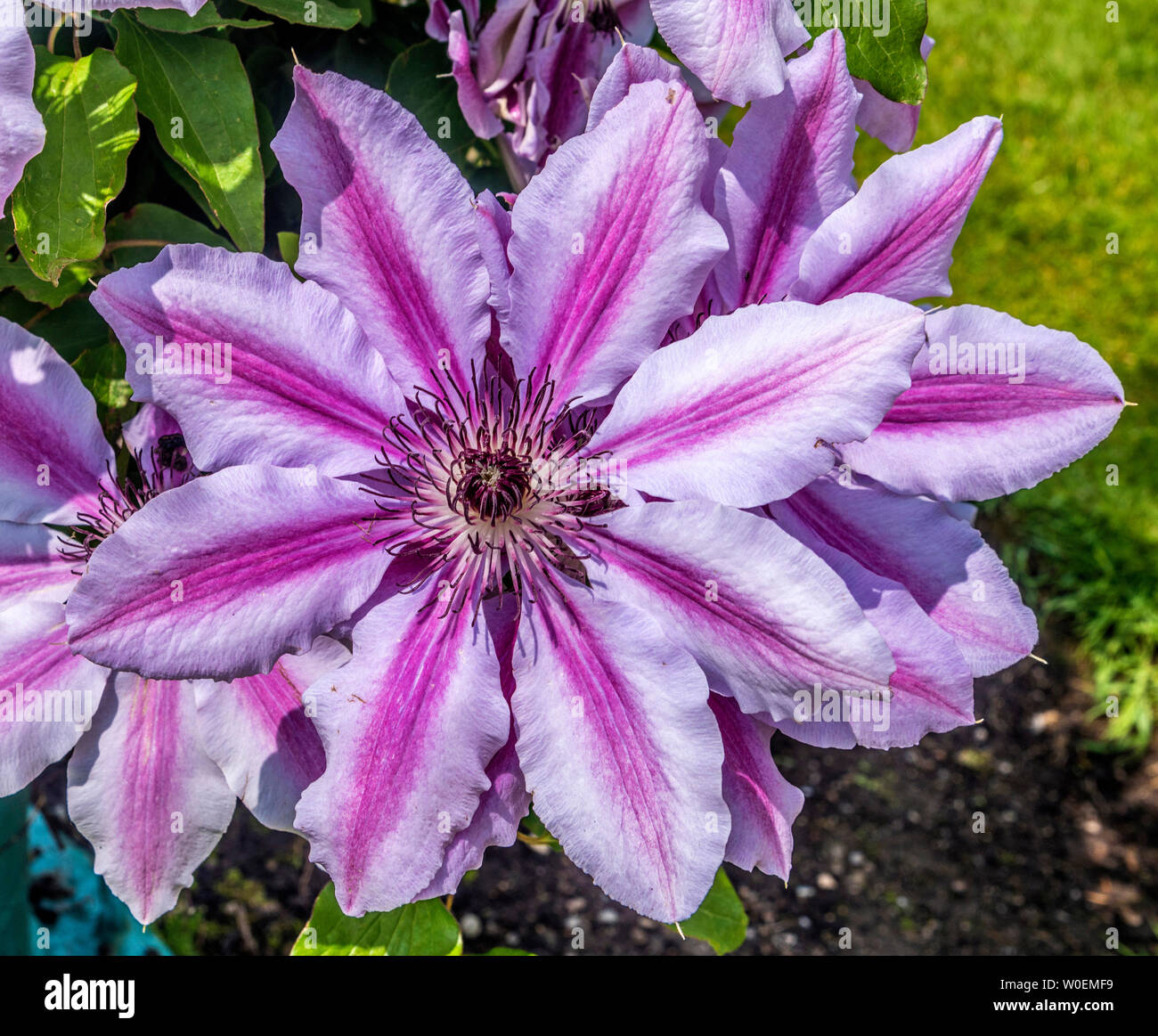 Victorian clematis hi-res stock photography and images - Alamy