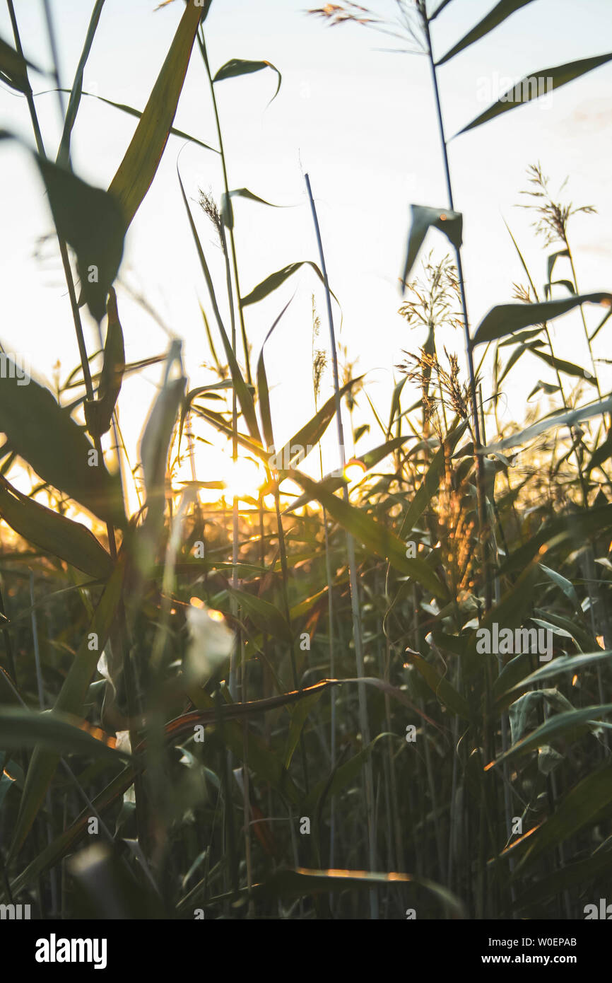 Sunlight through stems hi-res stock photography and images - Alamy