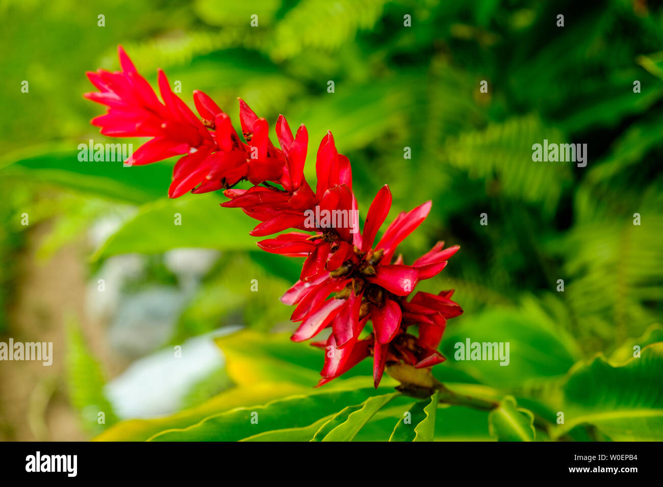 Jamaica flora hi-res stock photography and images - Alamy