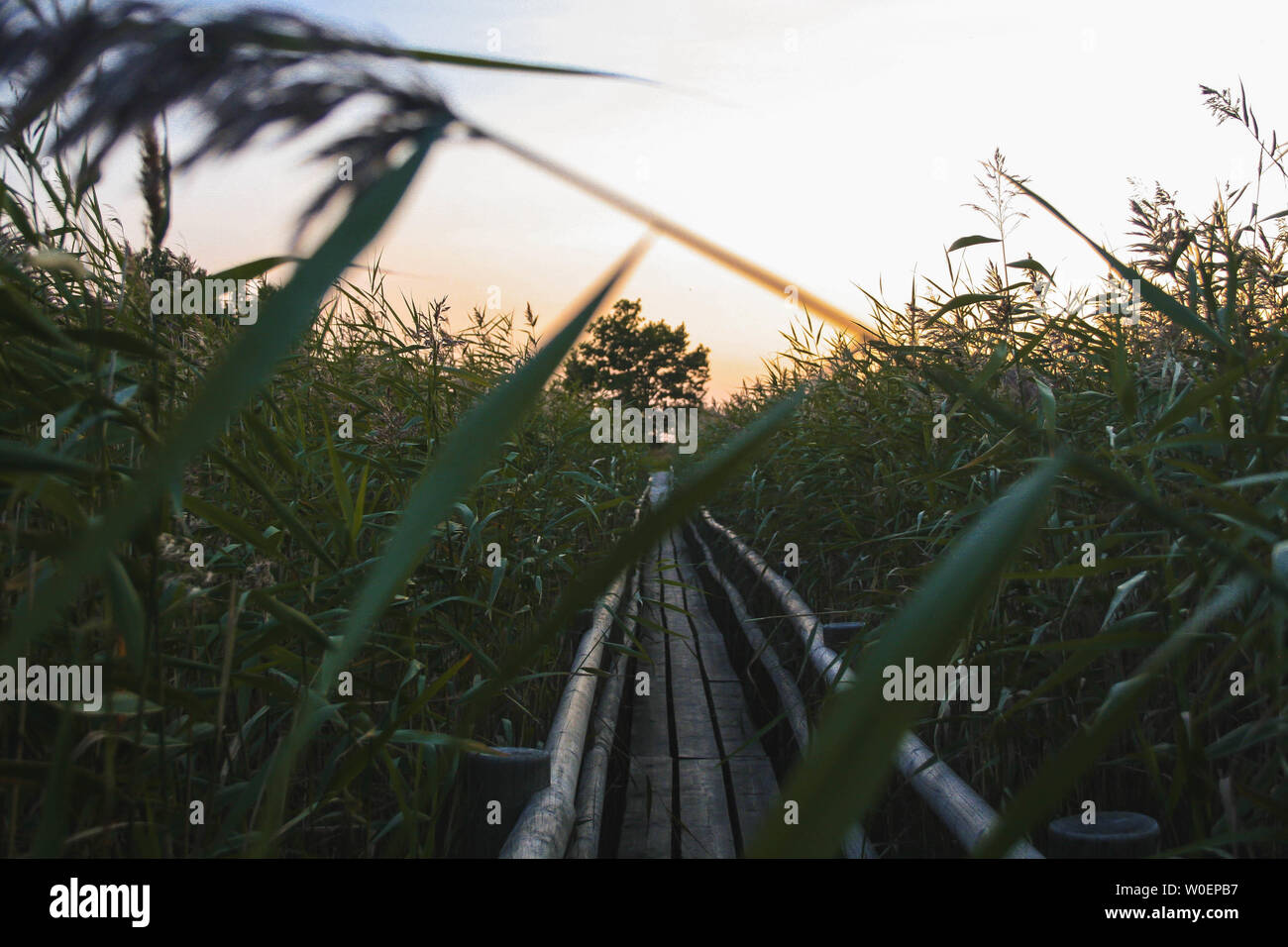 Walking through the reeds hi-res stock photography and images - Alamy