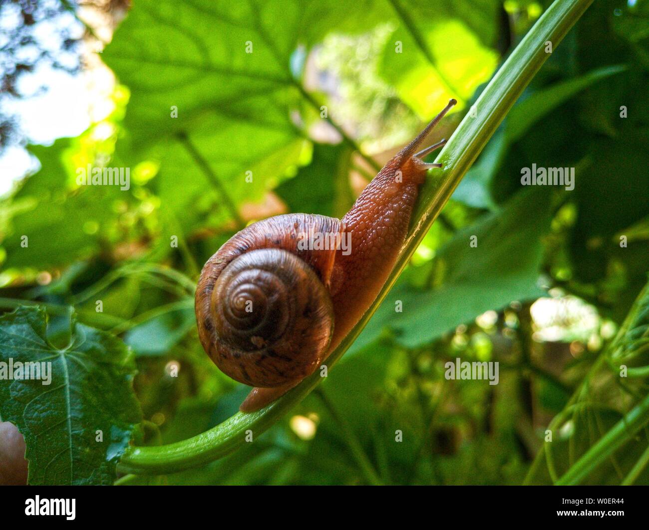 cell phone microphotography Stock Photo - Alamy