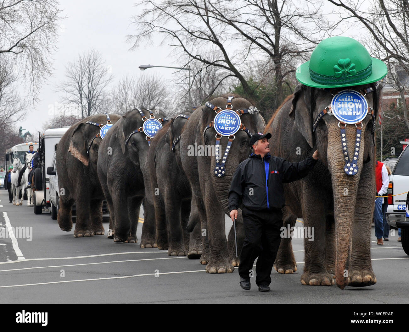 Elephants walks through the Capitol Hill neighborhood during the ...