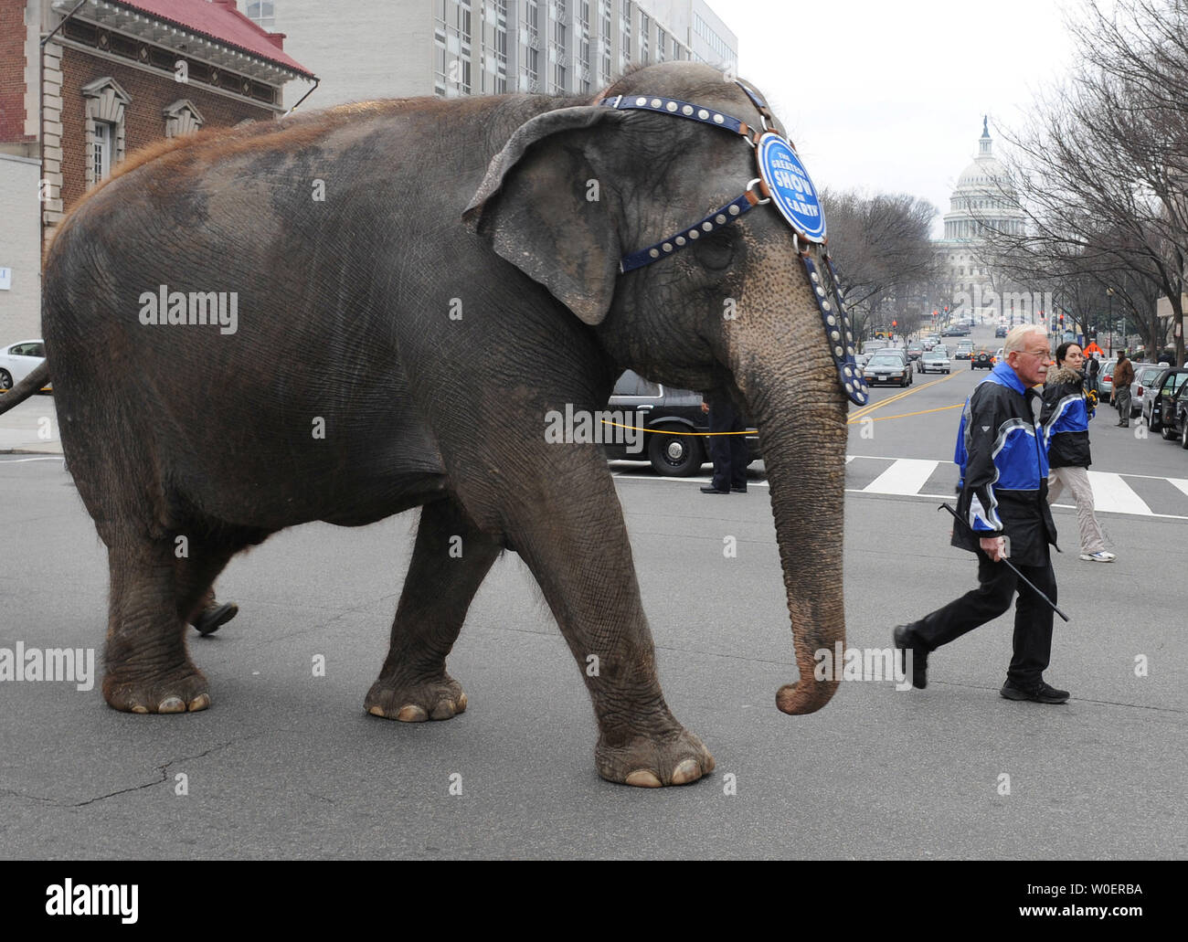 An elephant walks near the U.S. Capitol Building during the Ringling ...