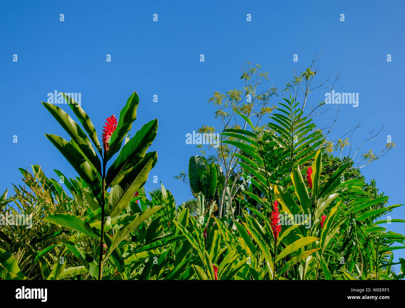 Ginger flowers hi-res stock photography and images - Alamy
