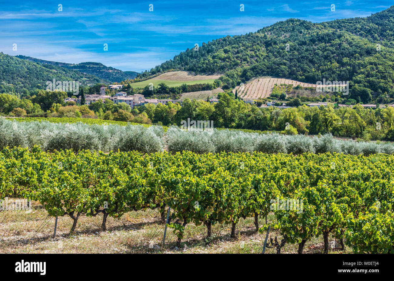 France, Provence, Drôme, Venterol, the village, vines and olive trees ...