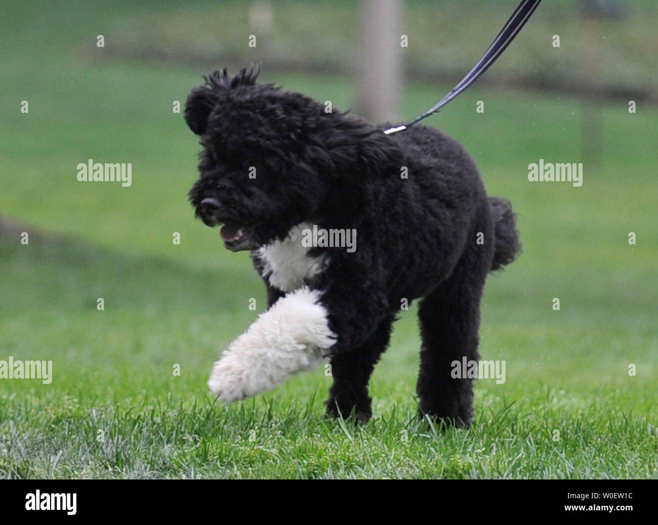 Bo dog obama hi-res stock photography and images - Alamy