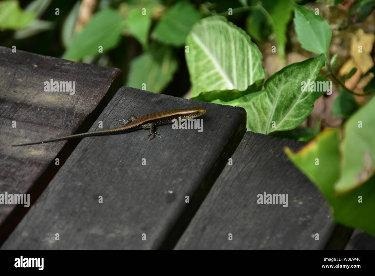 Hainan sanya island island tropical rainforest animals hi-res stock ...