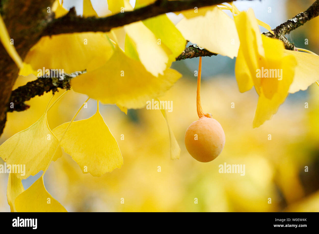 Seine et Marne. Fall. Rare: female ginkgo biloba tree. Close-up of an ...