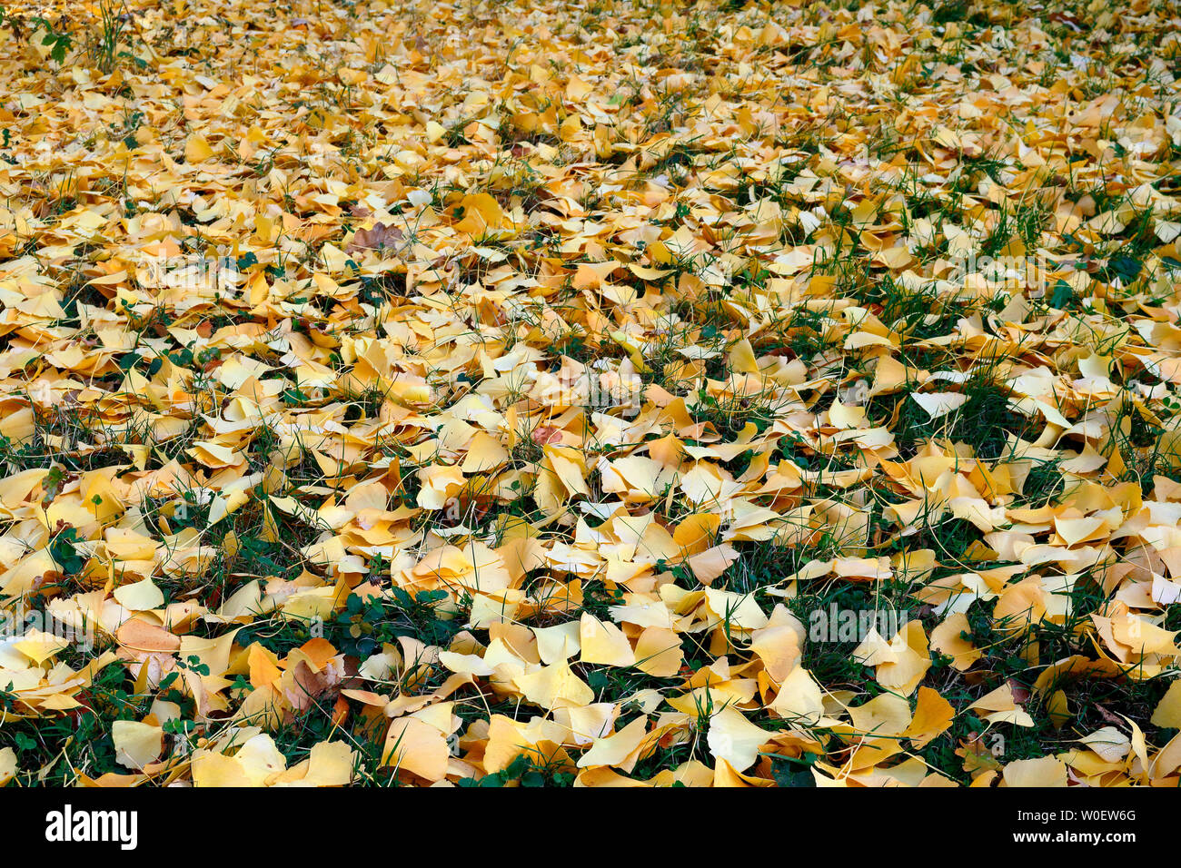 Seine et Marne. Fall. Rare: female ginkgo biloba tree. Leaves fallen to ...