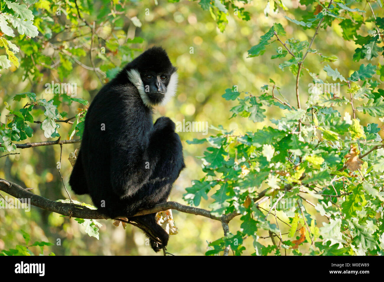 Close-up of a northern white-whiskered gibbon (nomascus leucogenys) on ...