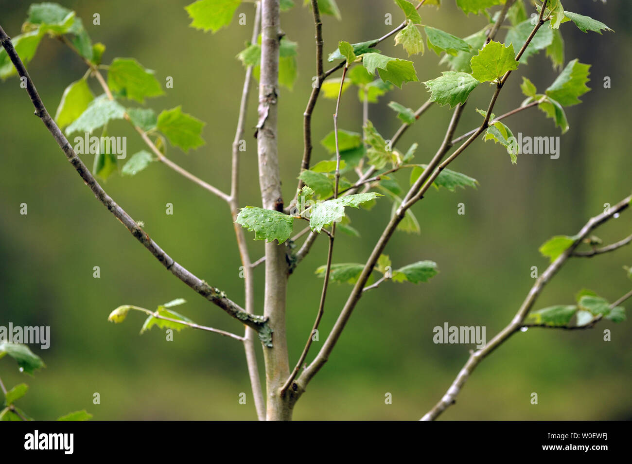 A moon sycamore tree is seen after it was planted in honor of Earth Day ...