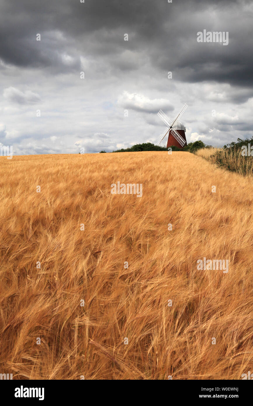 United Kingdom, England. Sussex. Chichester. Halnaker Hill. Windmill ...