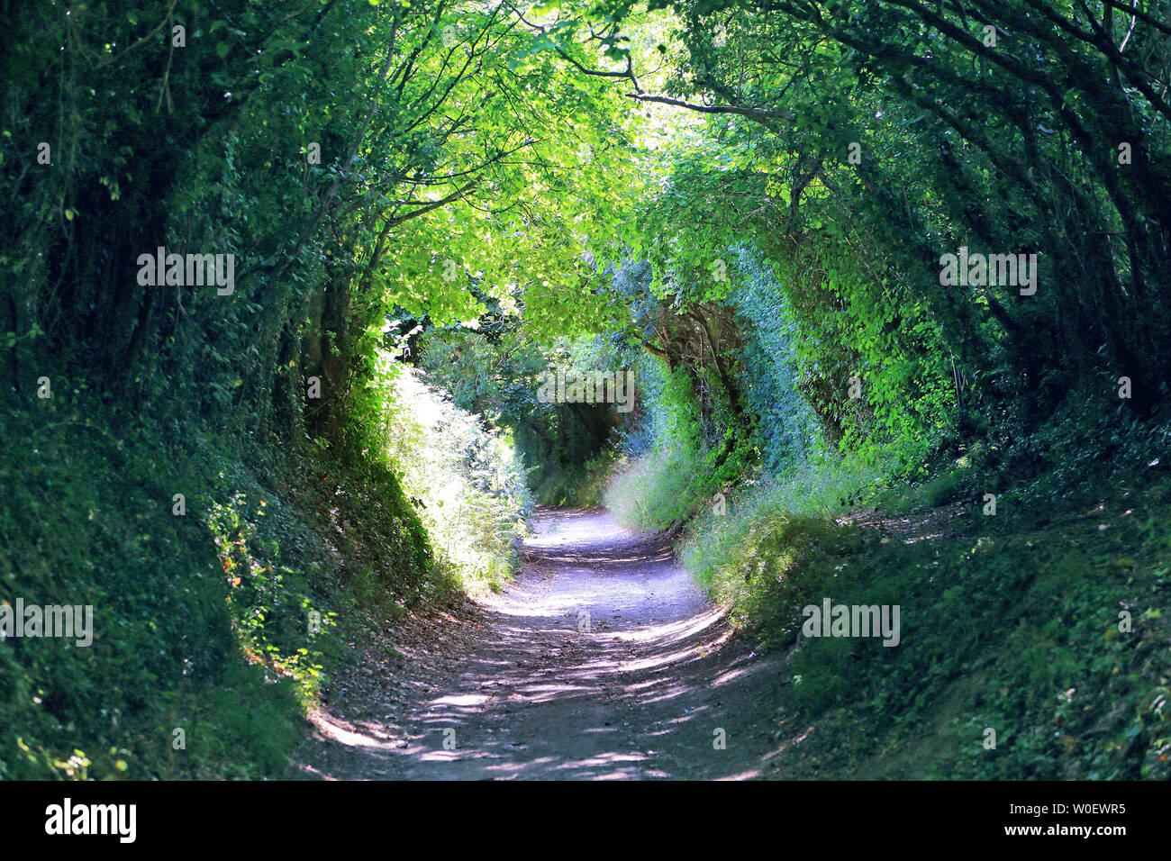 England trees hi-res stock photography and images - Alamy