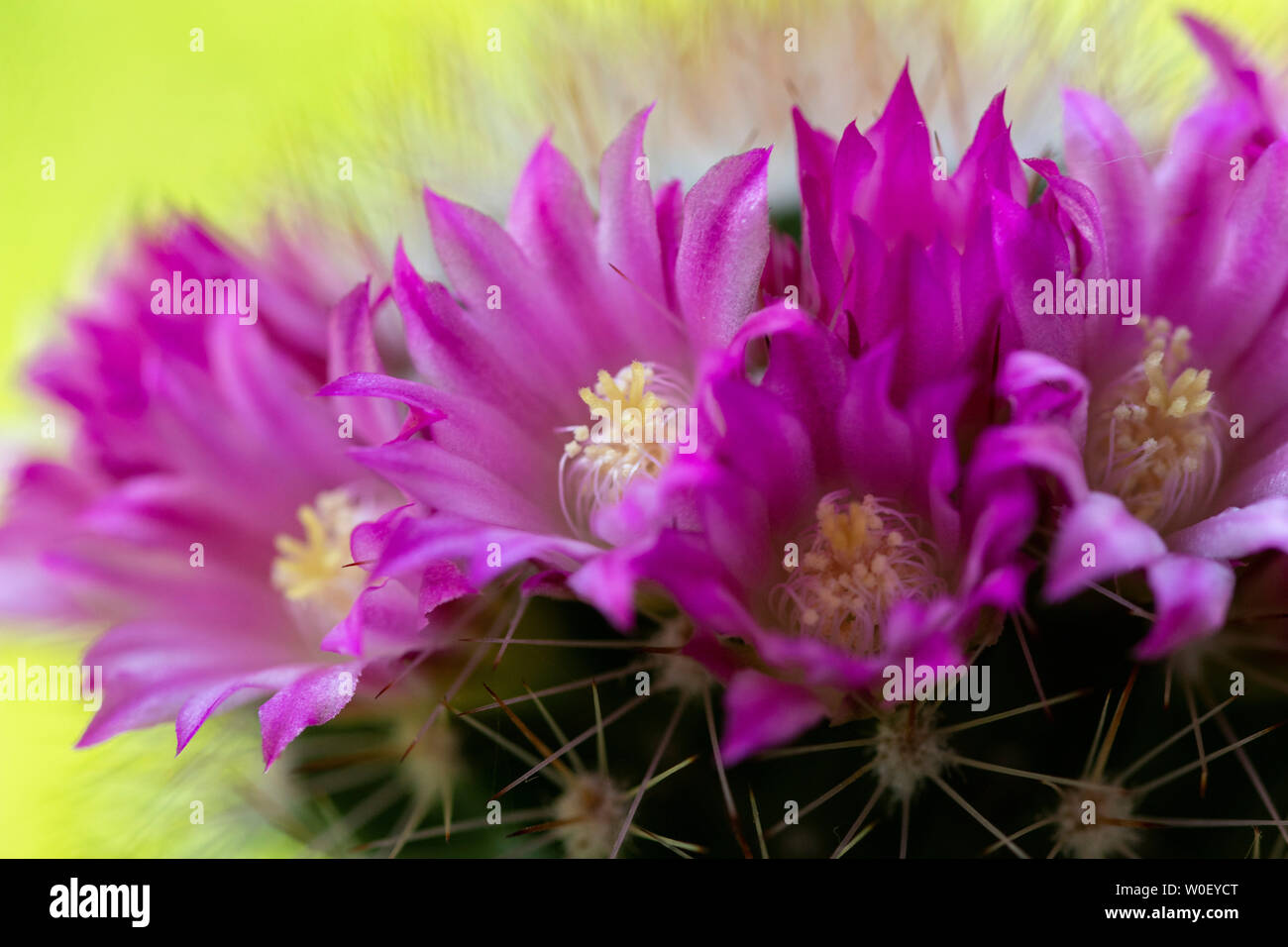 Close-up of pink cactus flowers Stock Photo - Alamy