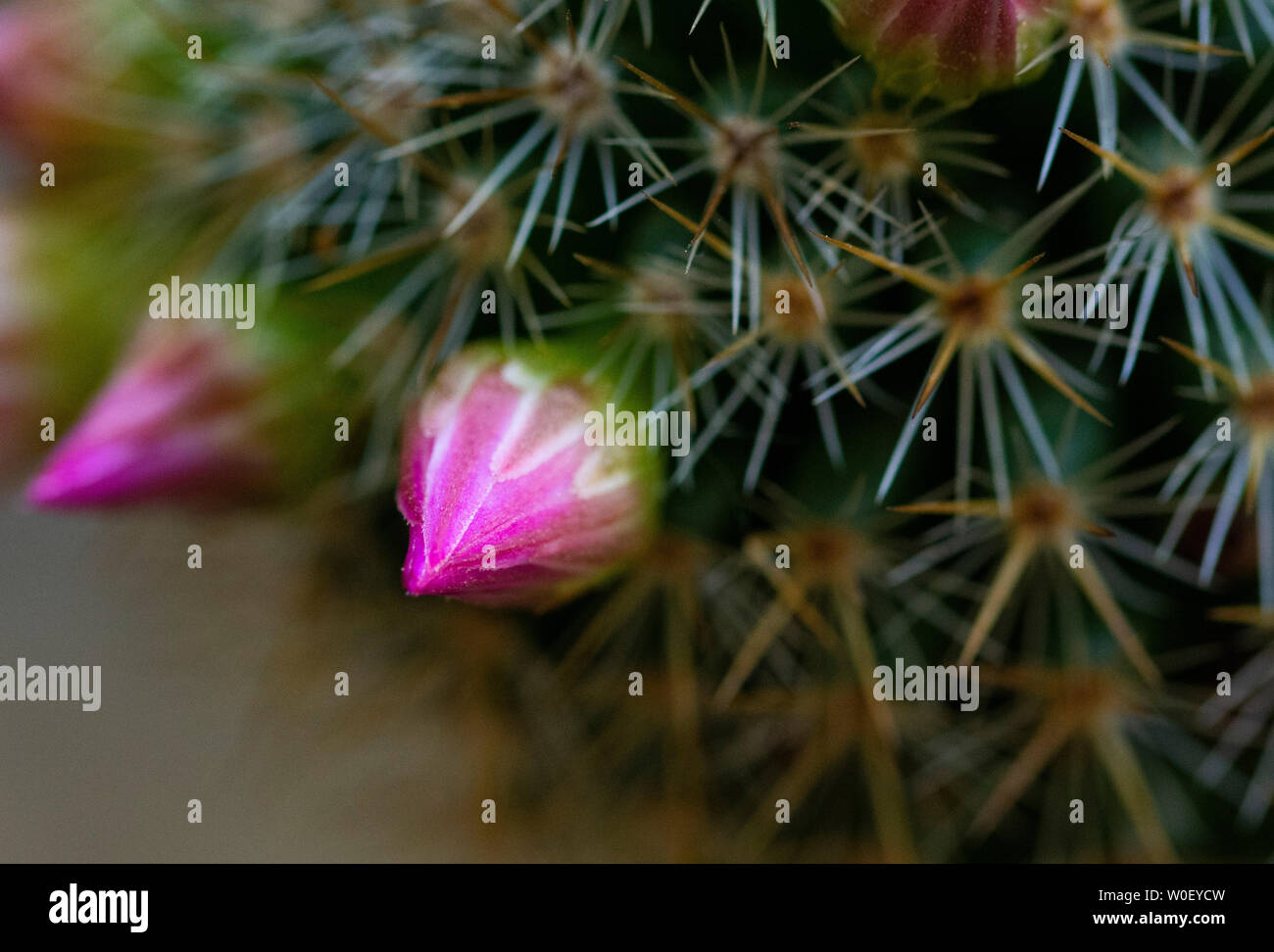 Cactus buds hi-res stock photography and images - Alamy