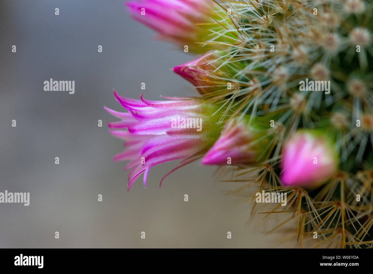 Close-up of pink cactus buds Stock Photo - Alamy