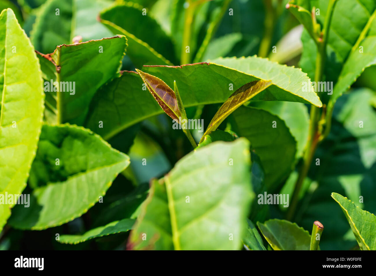 Close up green tea leaves in a tea plantation Stock Photo - Alamy