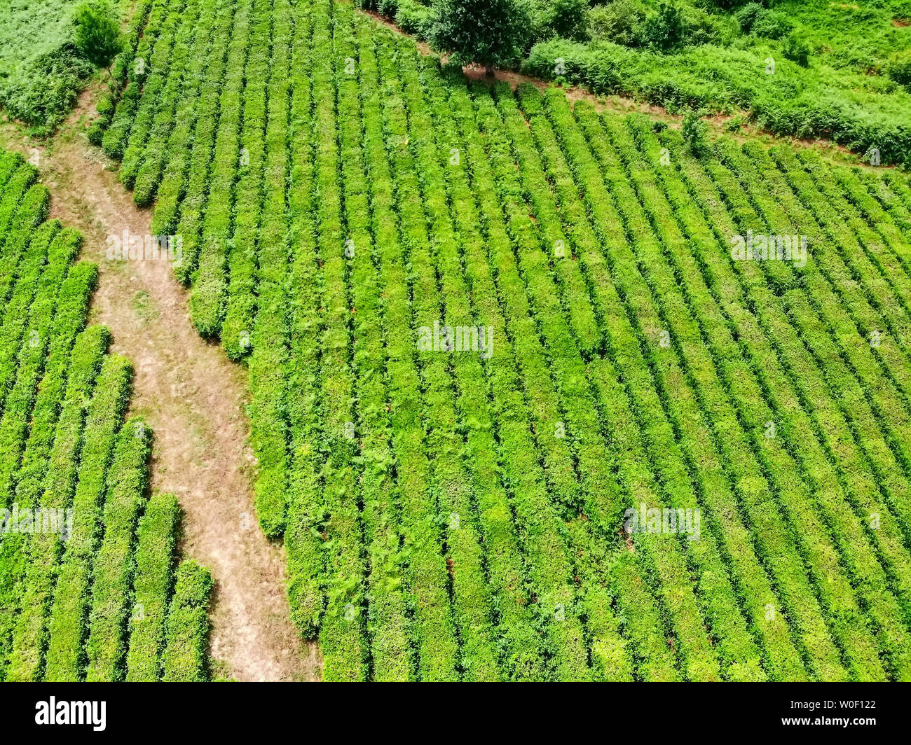 Top view of green tea plantation taken by drone camera Stock Photo - Alamy