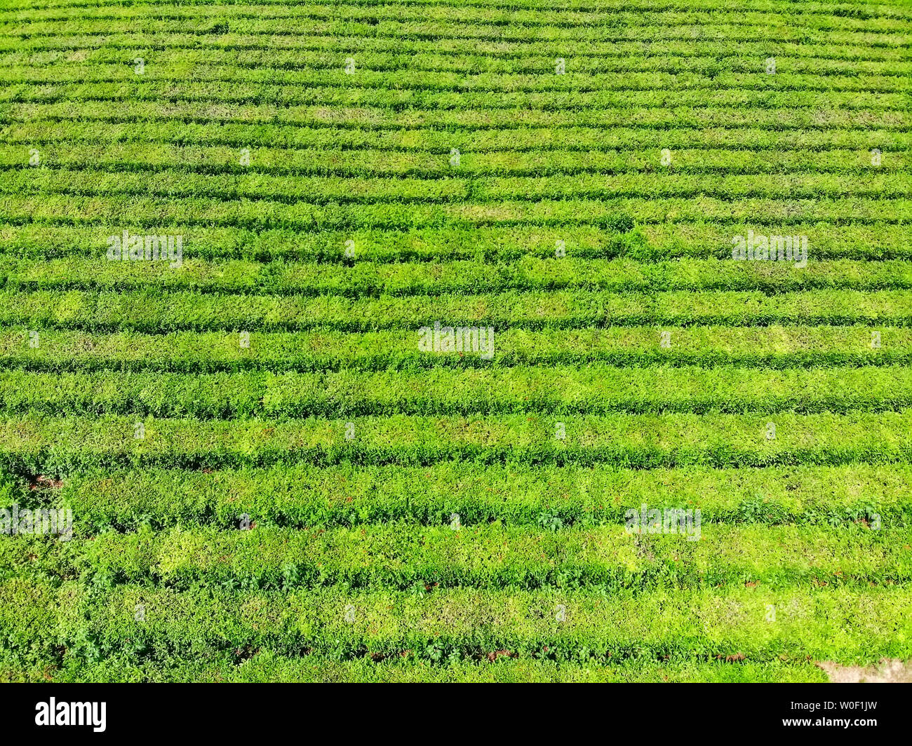 Top view of green tea plantation taken by drone camera Stock Photo - Alamy