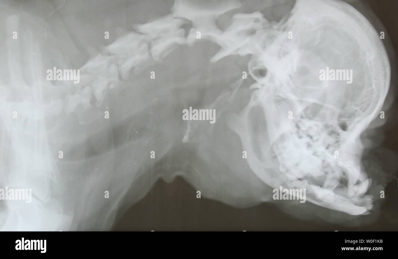 Dog internal organs anatomy anatomy hi-res stock photography and images ...