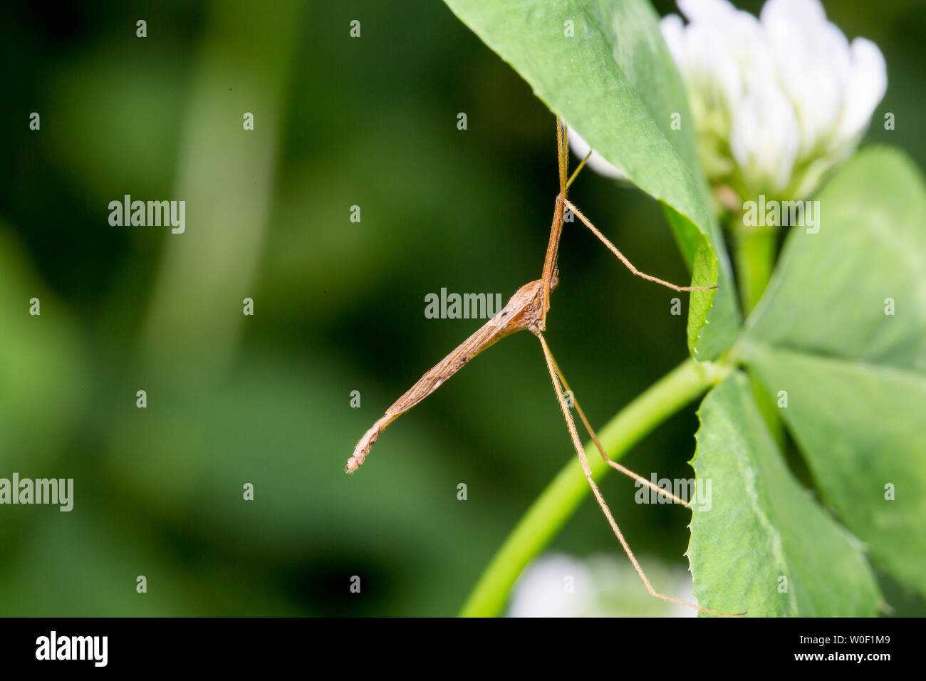 Strange bugs hi-res stock photography and images - Alamy