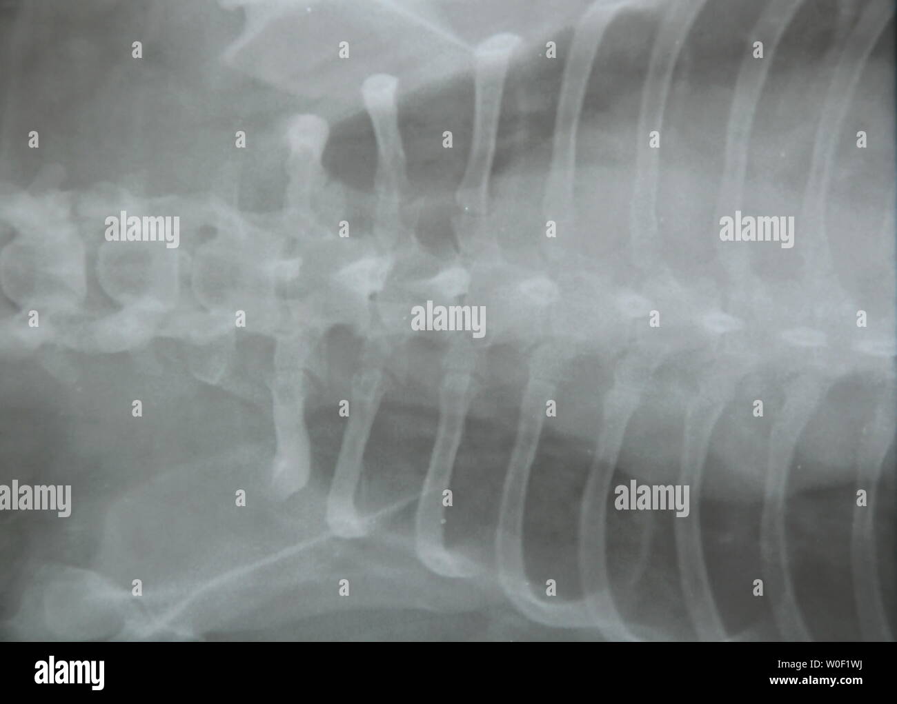 Dog internal organs anatomy anatomy hi-res stock photography and images ...