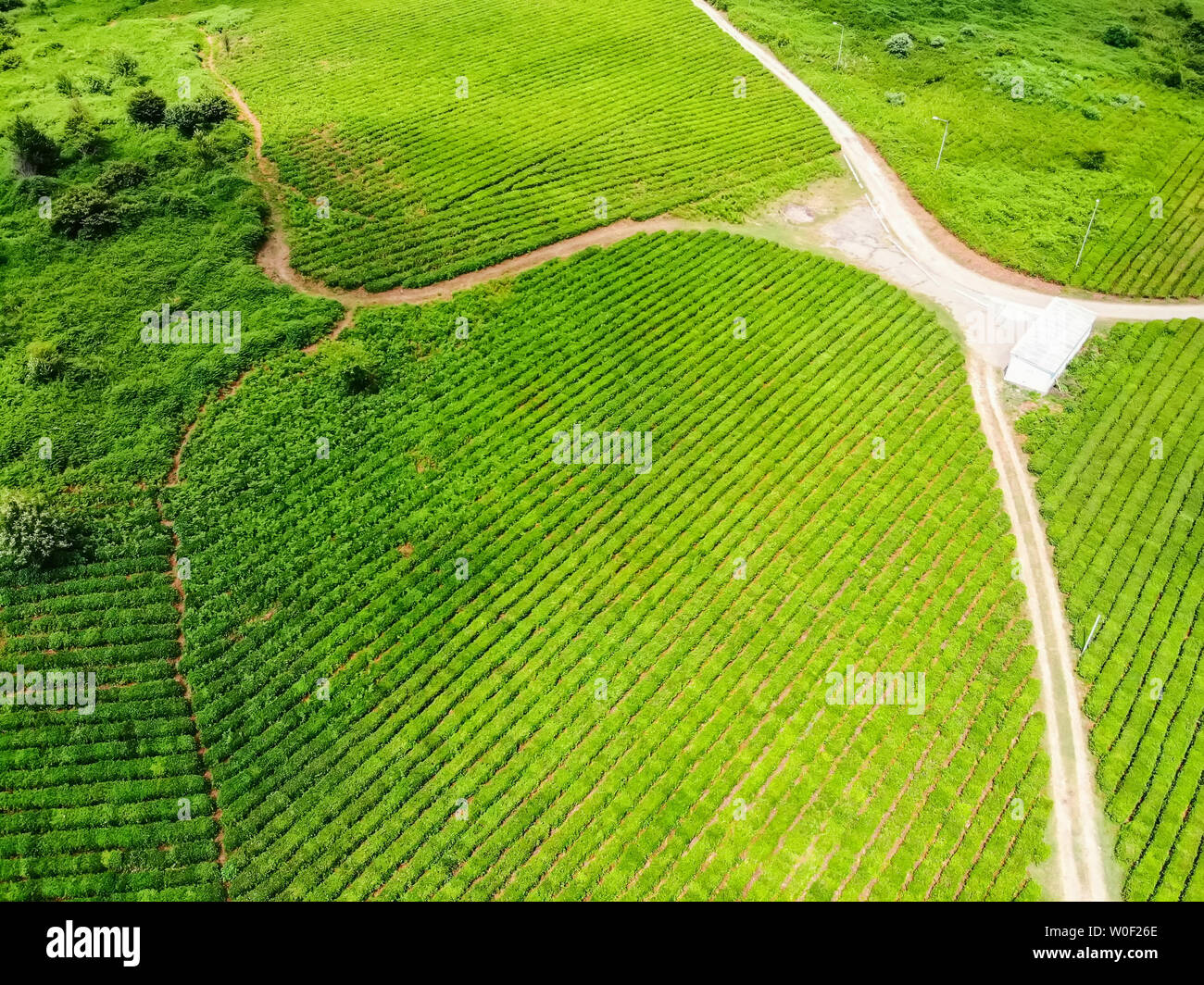 Top view of green tea plantation taken by drone camera Stock Photo - Alamy