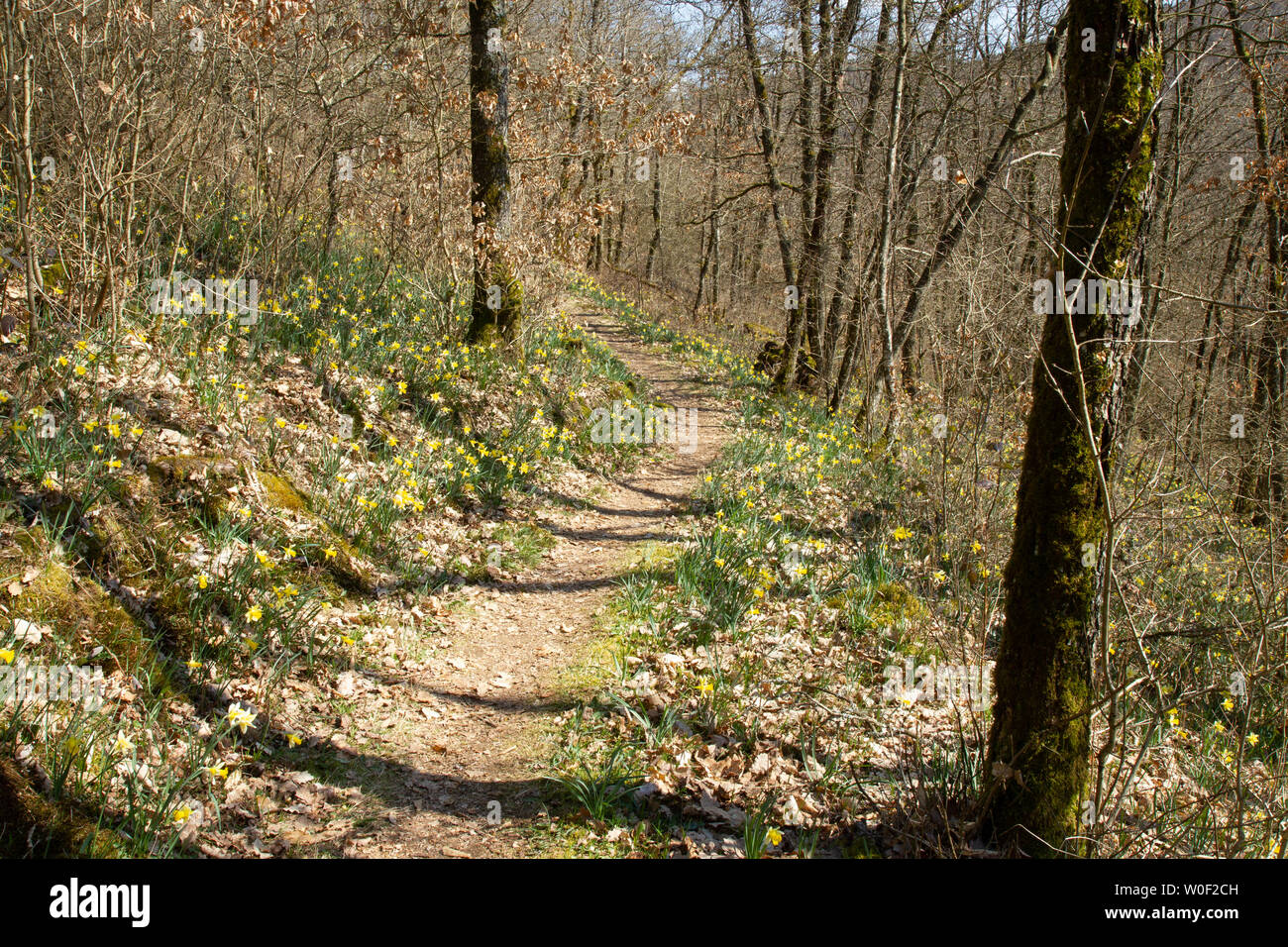 Daffodils in the forest hi-res stock photography and images - Alamy