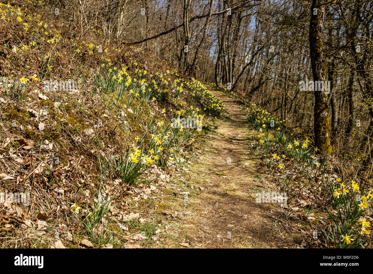 Daffodils in the forest hi-res stock photography and images - Alamy